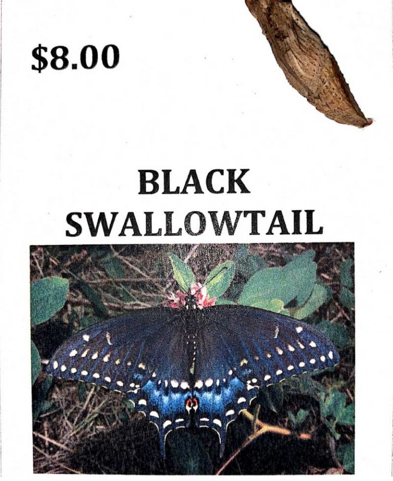 Black Swallowtail Chrysalis