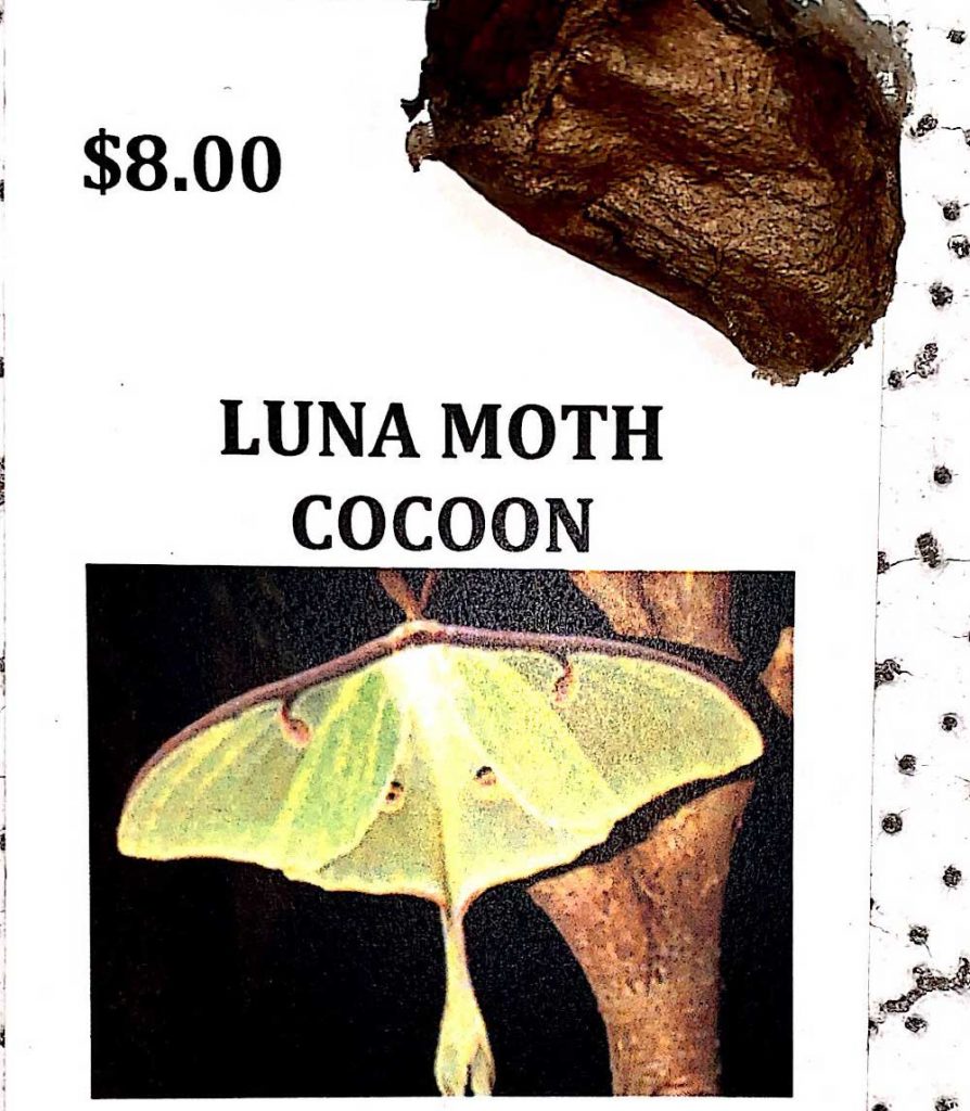 Luna Moth Cocoon