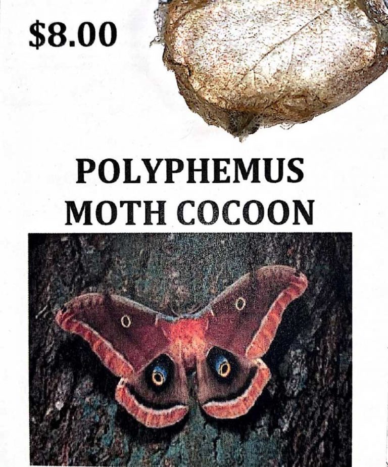 Polyphemus Moth Cocoon